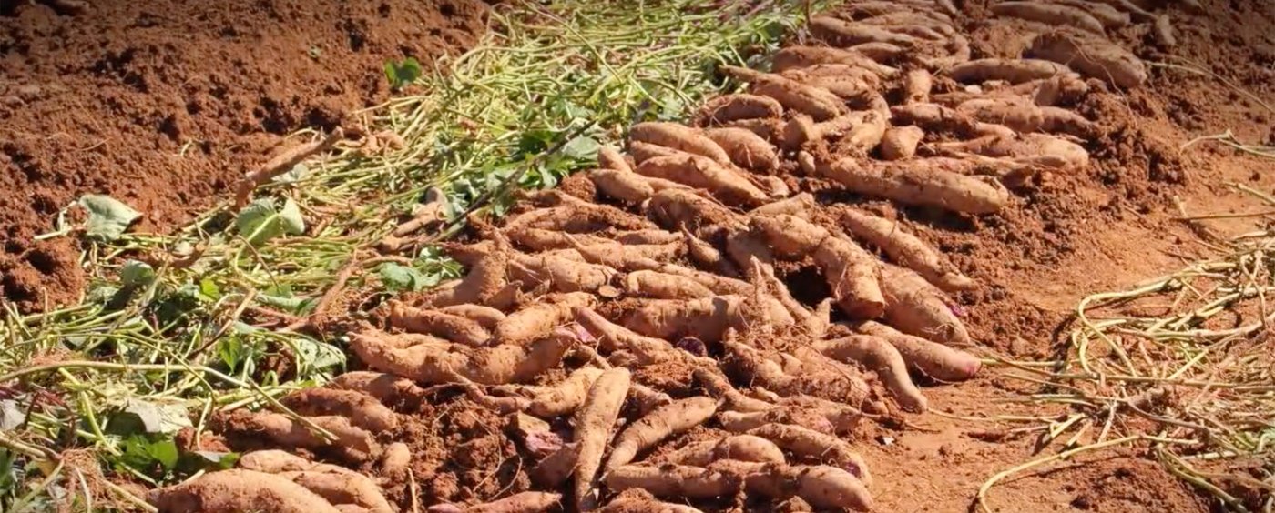 NC State’s Yencho: Impacts both local and global - Public Ed Works